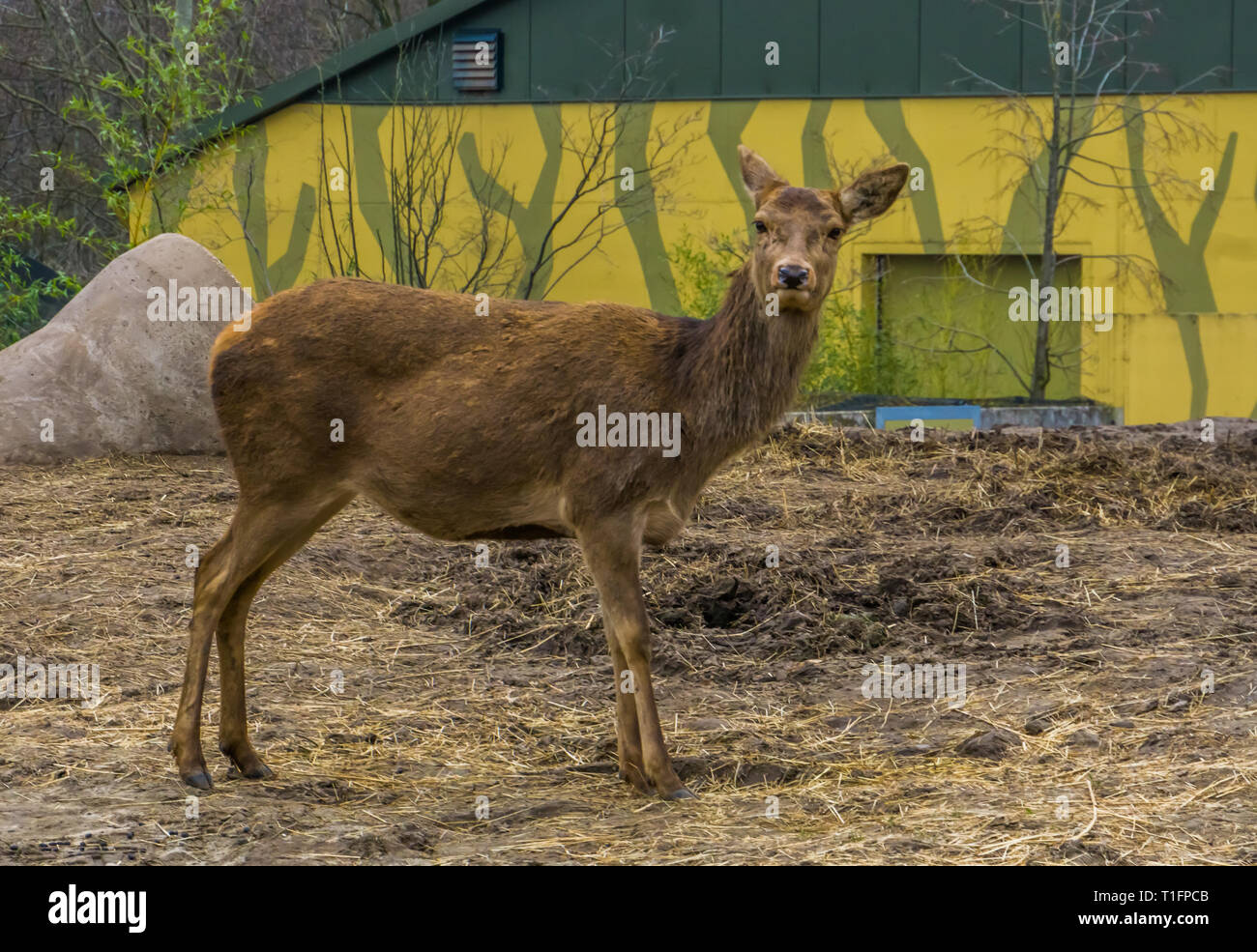 Well Spread High Resolution Stock Photography and Images - Alamy