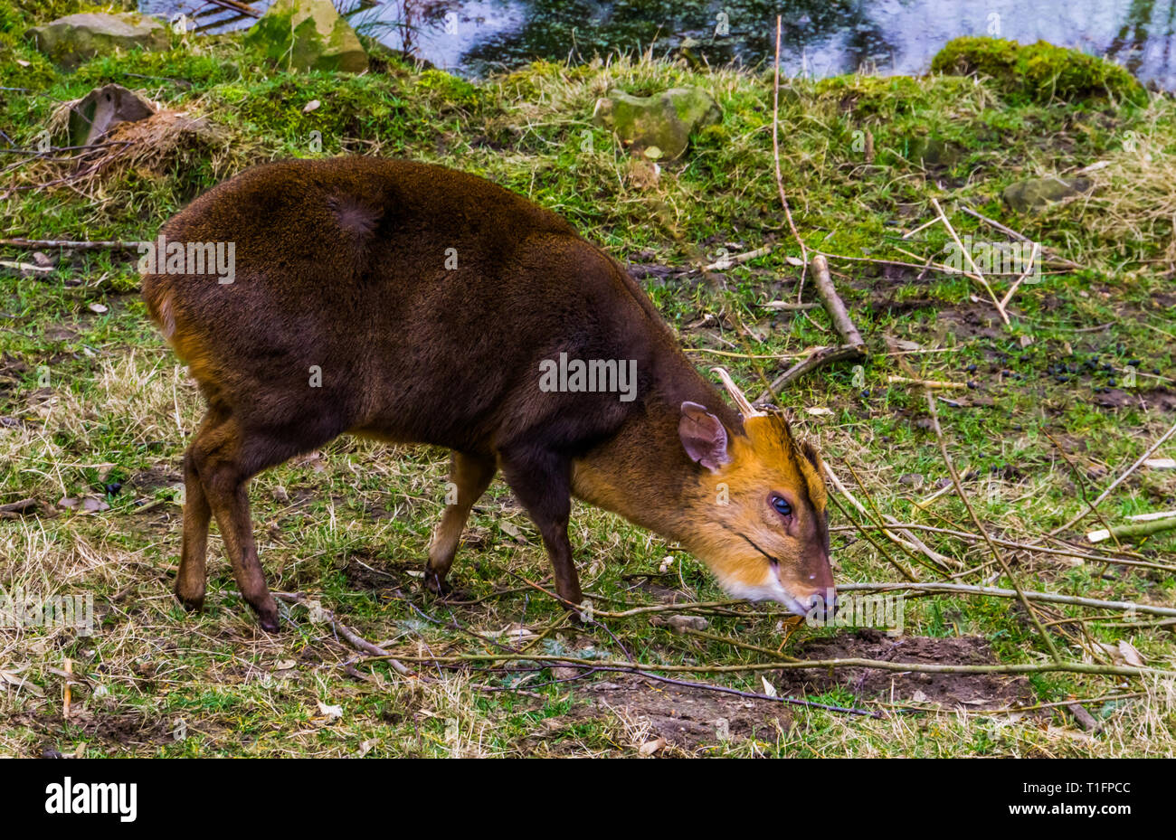 Reeves muntjacs hi-res stock photography and images - Alamy