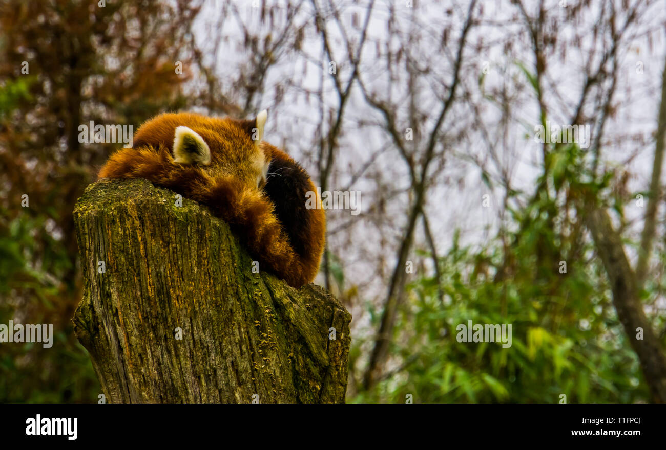 Panda Tree Mountains High Resolution Stock Photography and Images - Alamy