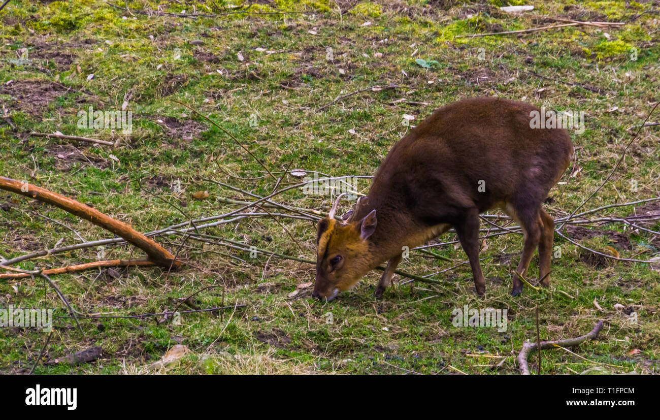 Chinese muntjacs hi-res stock photography and images - Alamy
