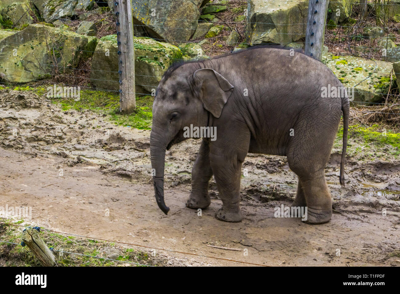 Cute juvenile Asian elephant in closeup, portrait of a elephant calf ...