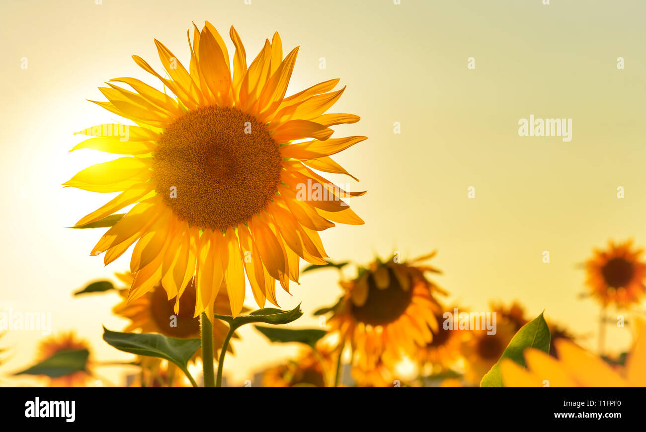 Sunlight sun hi-res stock photography and images - Alamy