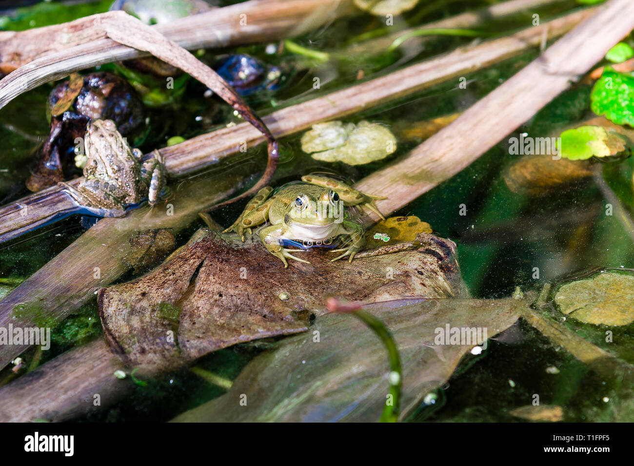 Northern pool frog hi-res stock photography and images - Alamy