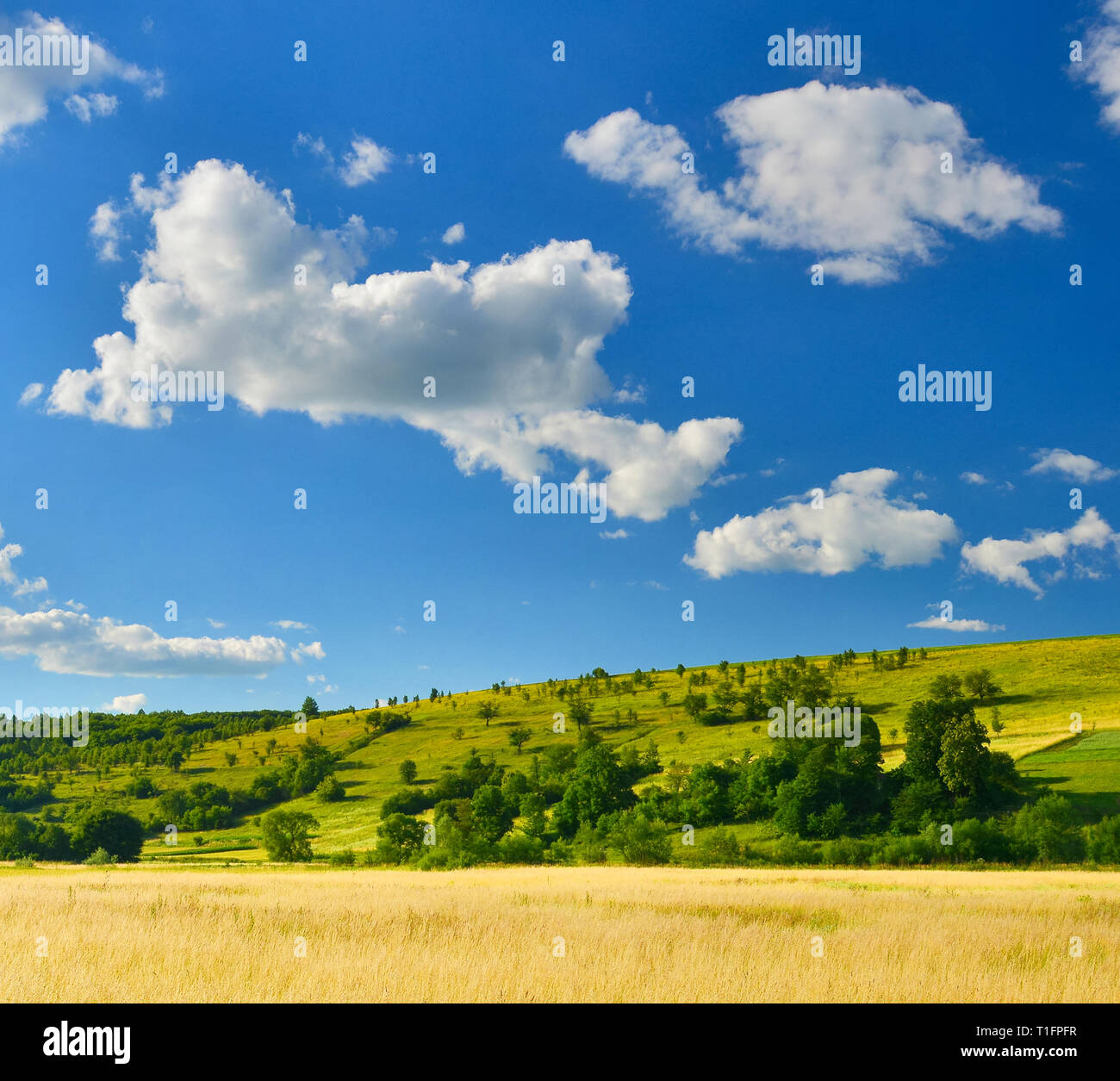 Summer fields hi-res stock photography and images - Alamy