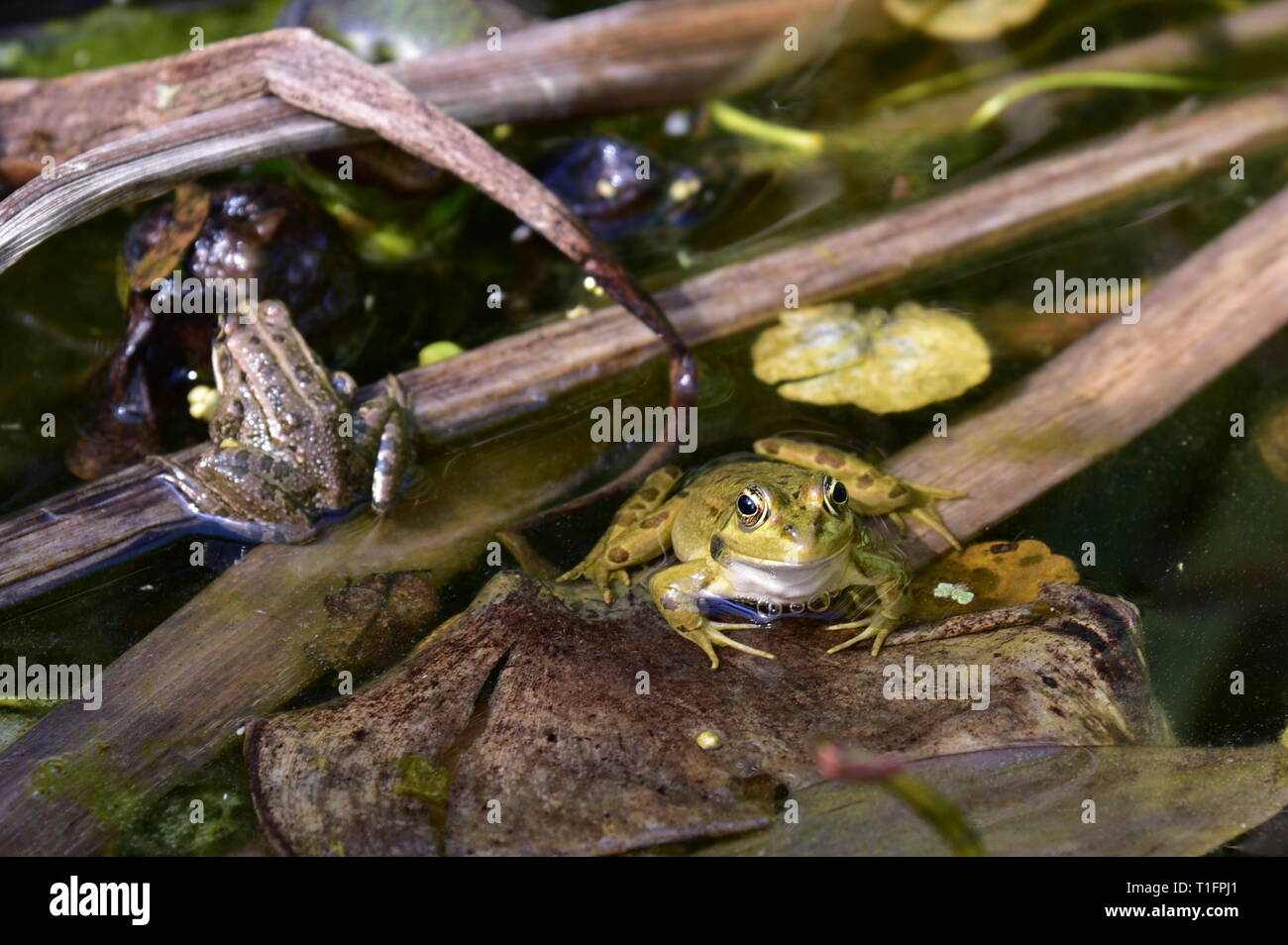 Northern Pool Frog High Resolution Stock Photography and Images - Alamy