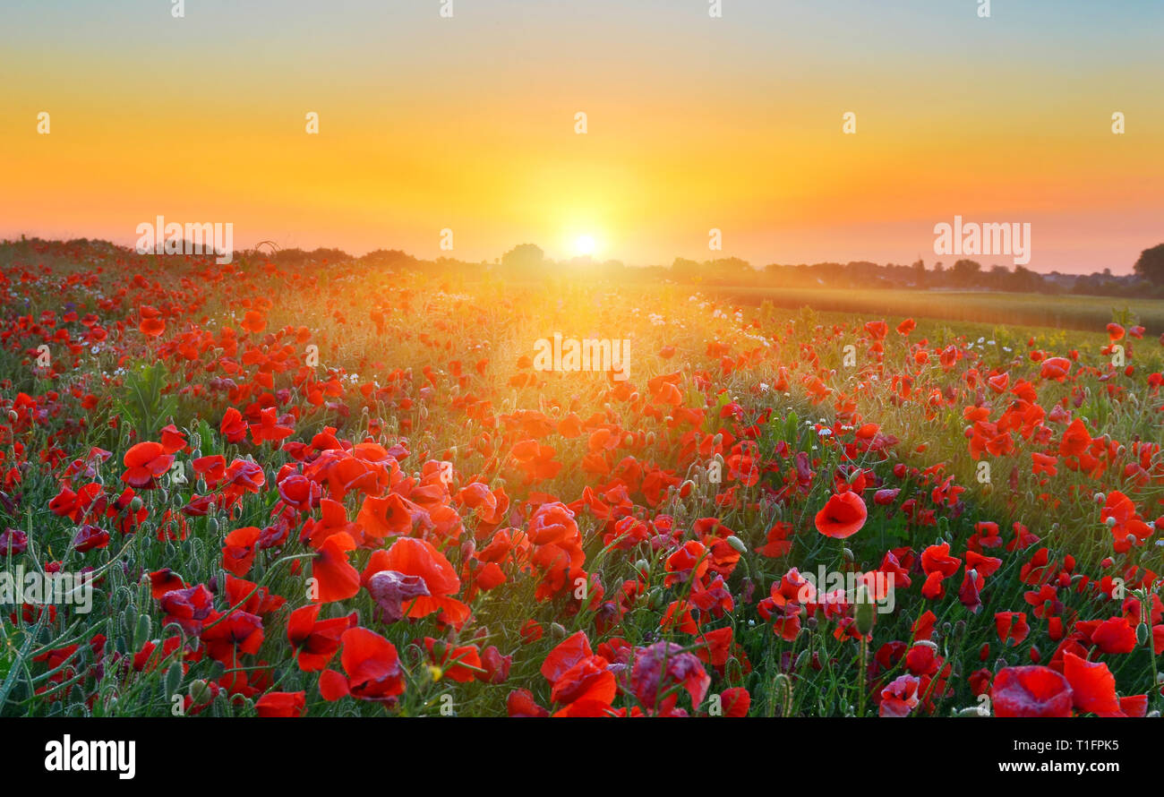 Red rising sun hi-res stock photography and images - Alamy