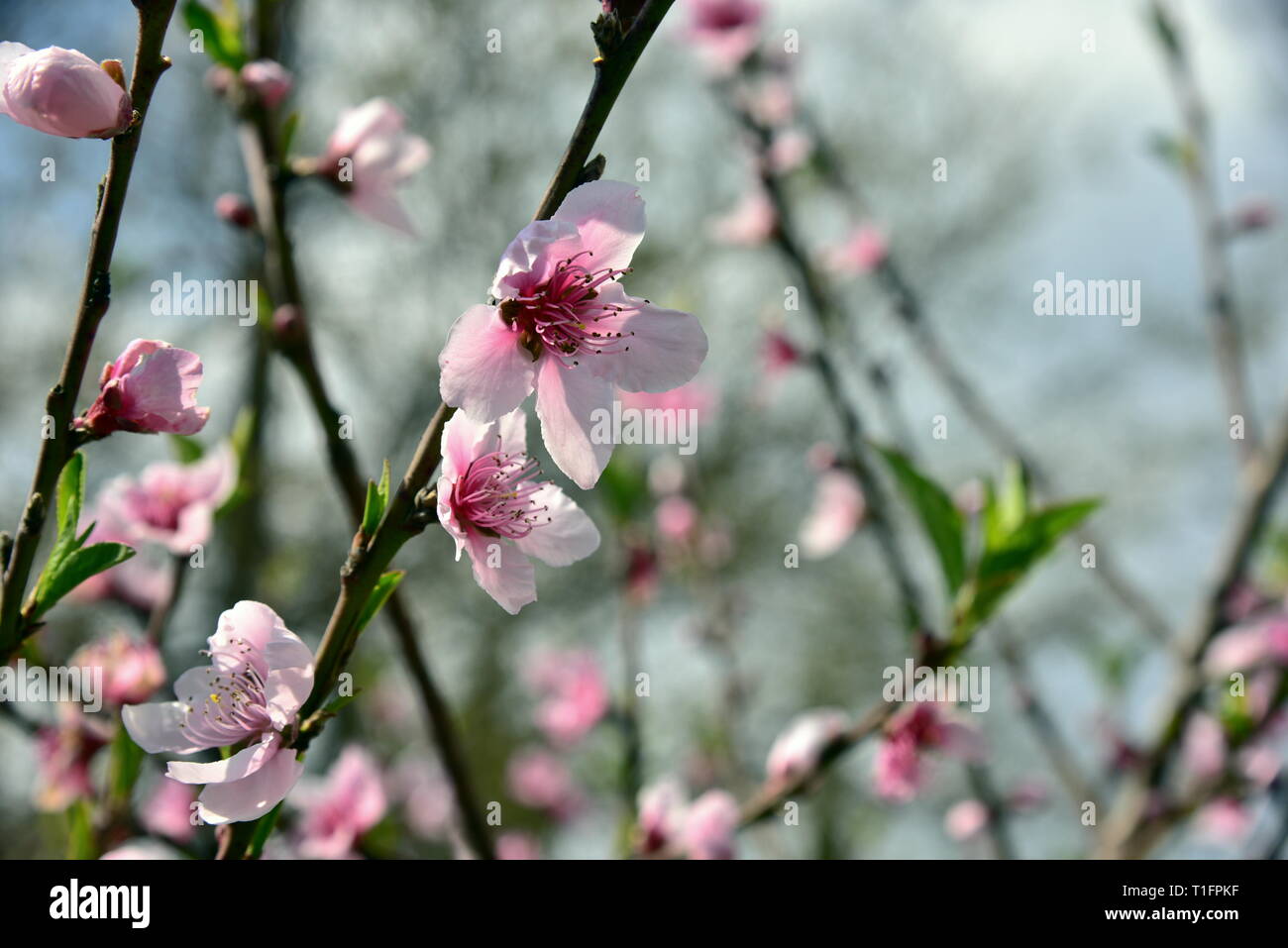 Almond blossom. Spring background Almond blossoms Jerusalim Stock Photo ...