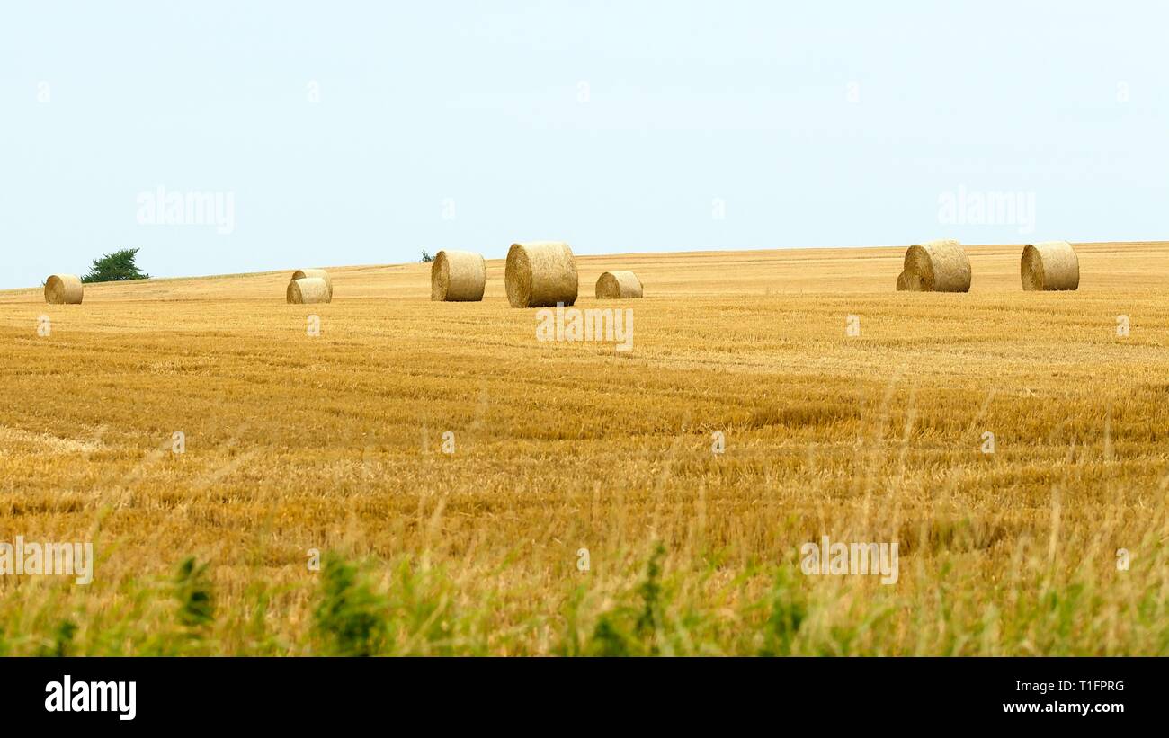 Stubbled hi-res stock photography and images - Alamy