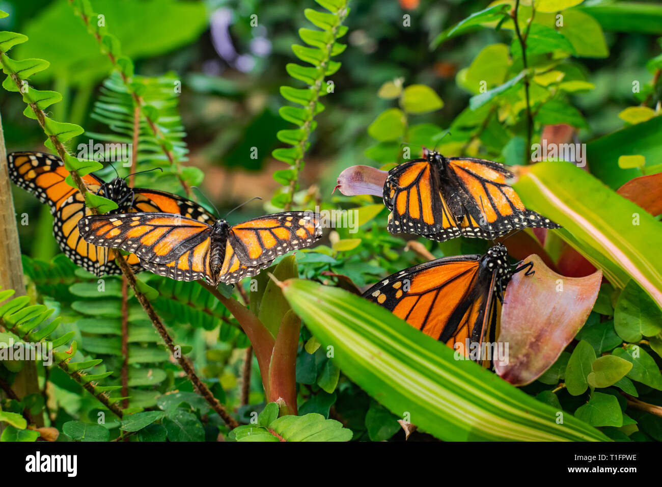Monarch Milkweed Danaus Plexippus Exotic High Resolution Stock ...