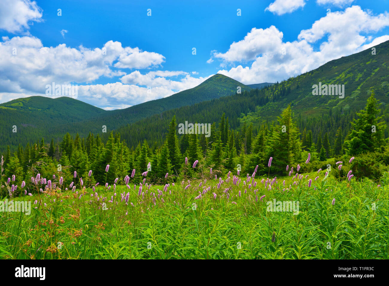 Alpine grass hi-res stock photography and images - Alamy
