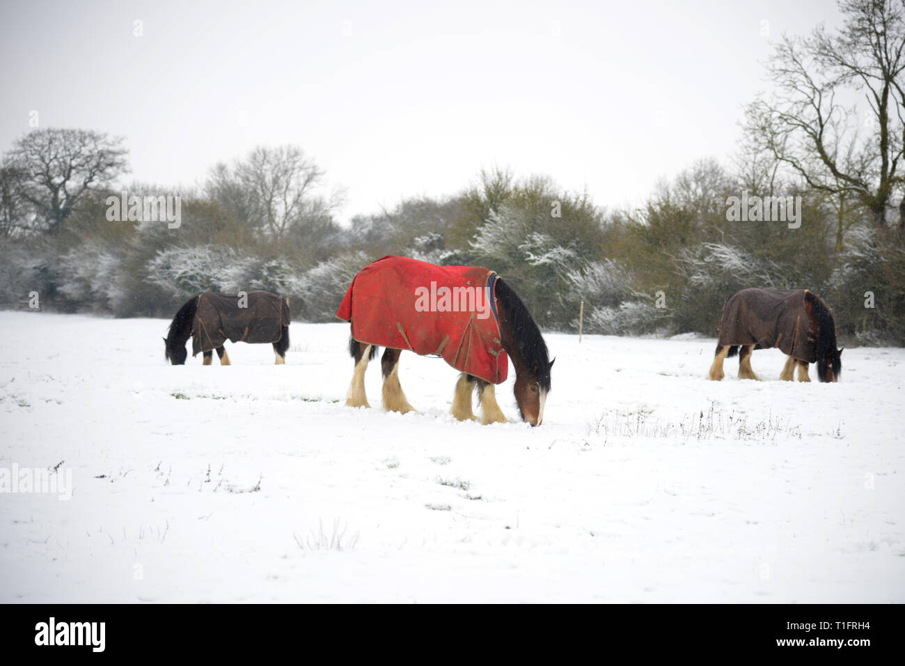 Shire horses in snow hi-res stock photography and images - Alamy