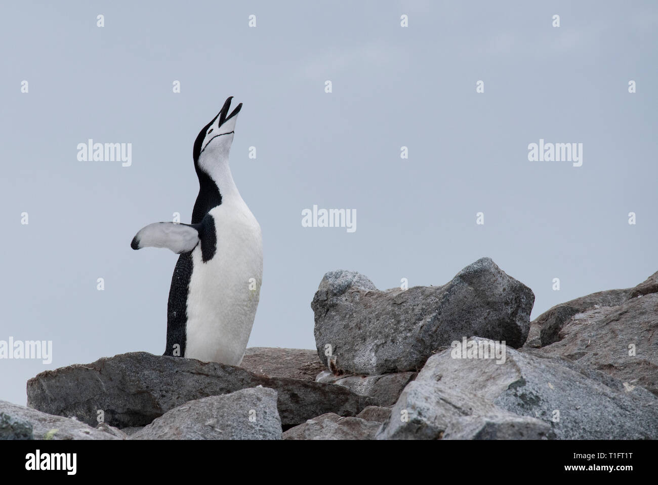 Antarctica, Palaver Point located on the west side of Two Hummock ...