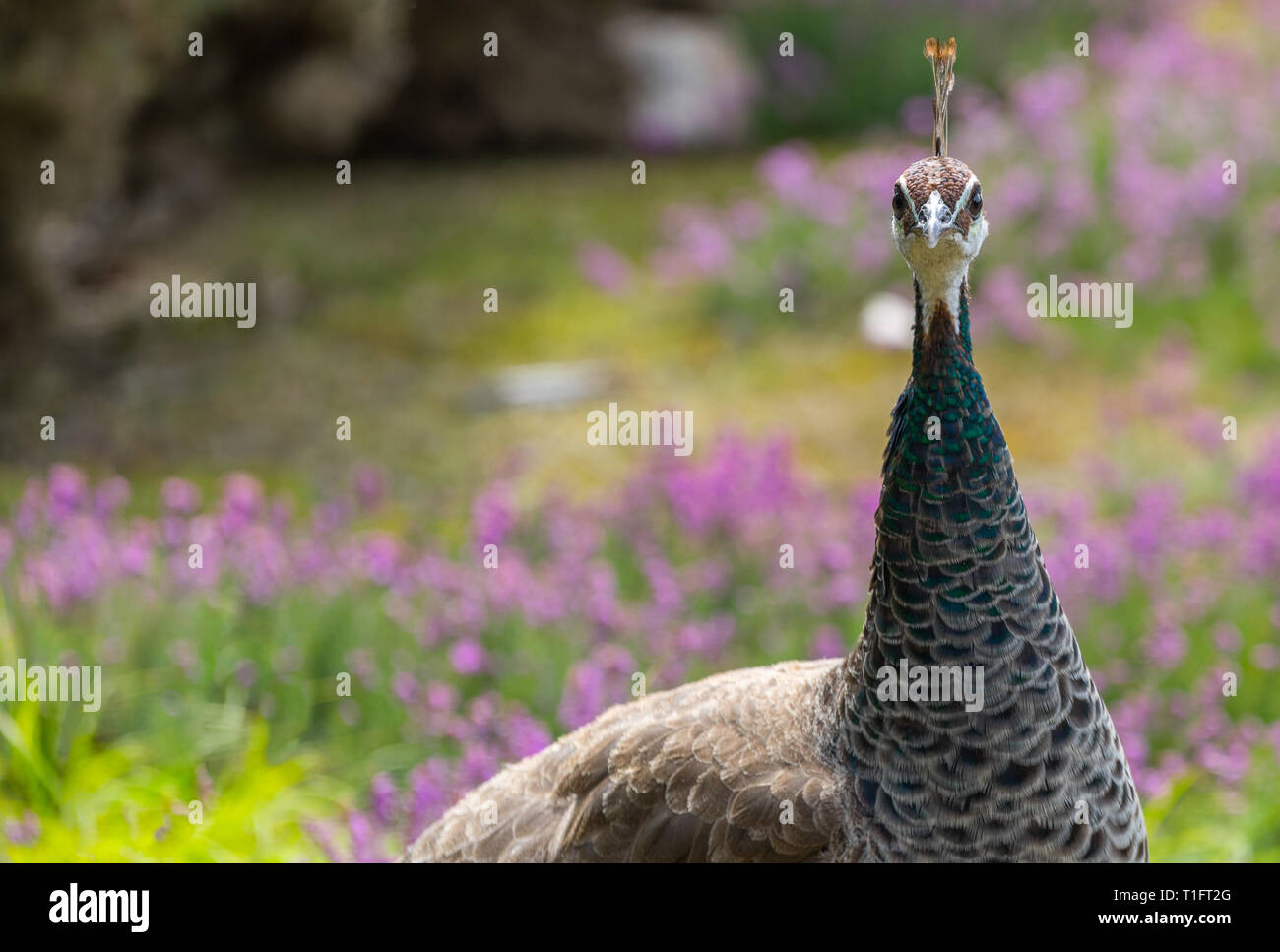 Peacock looking straight at camera with copy space Stock Photo - Alamy