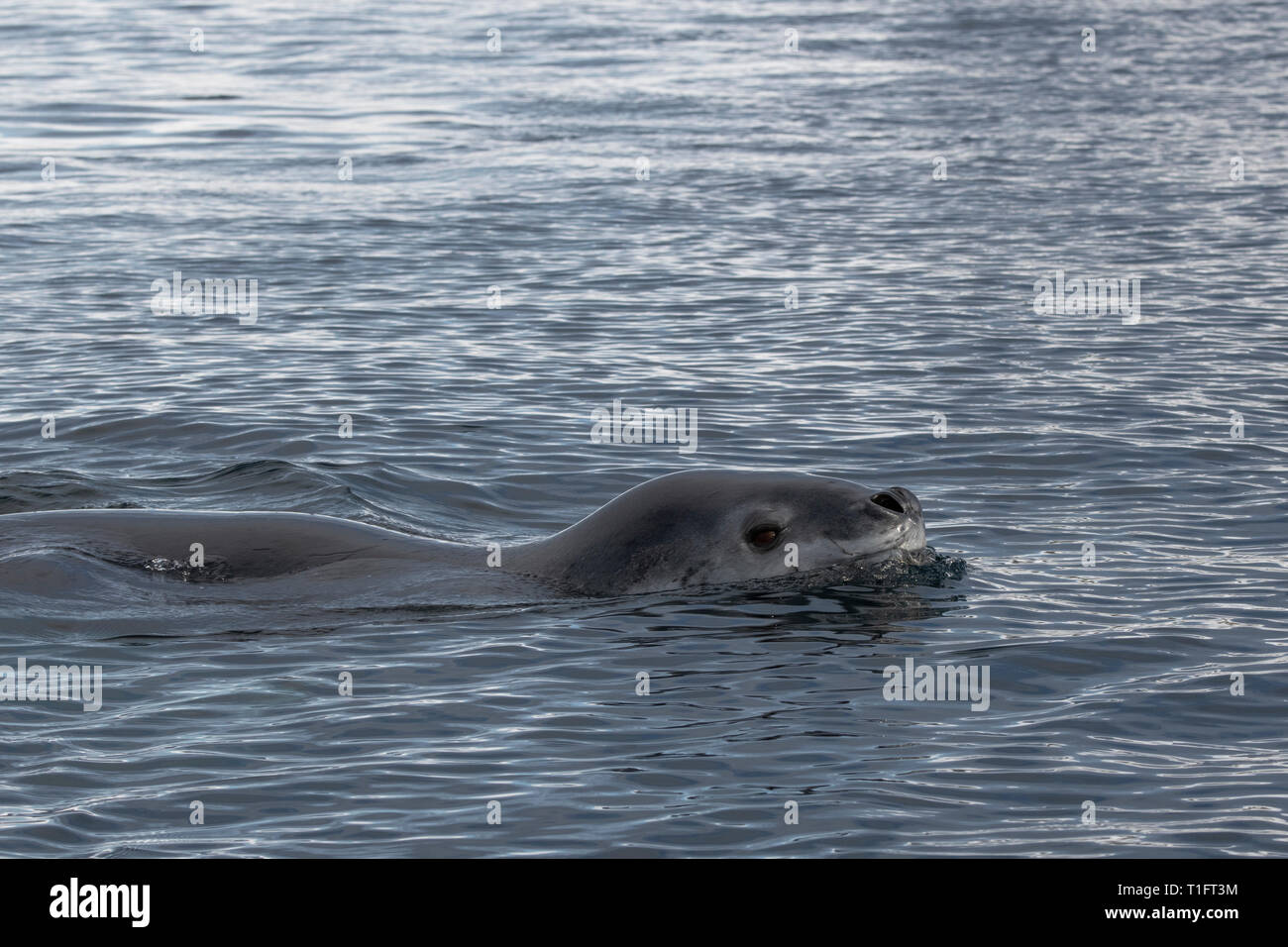 Antarctica, Palaver Point located on the west side of Two Hummock ...