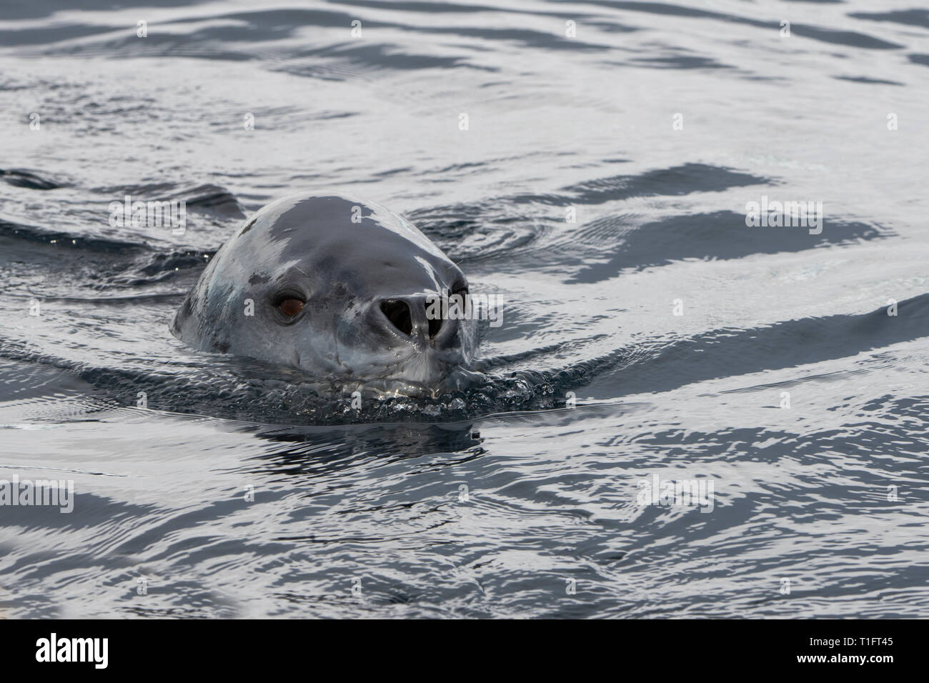 Palaver hi-res stock photography and images - Alamy