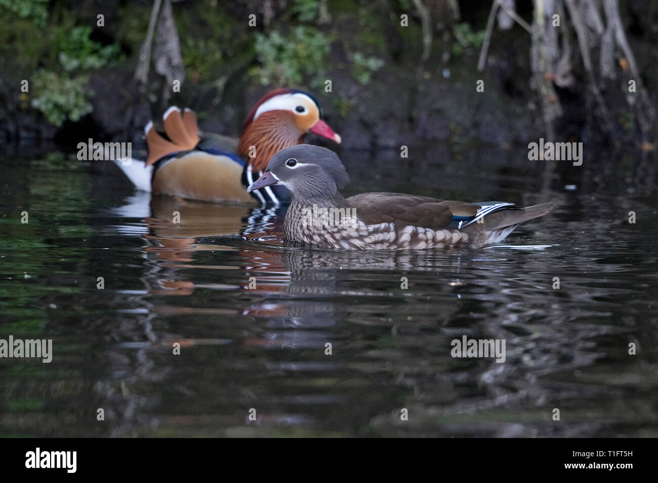 Mandarin Duck (Aix galericulata Stock Photo - Alamy