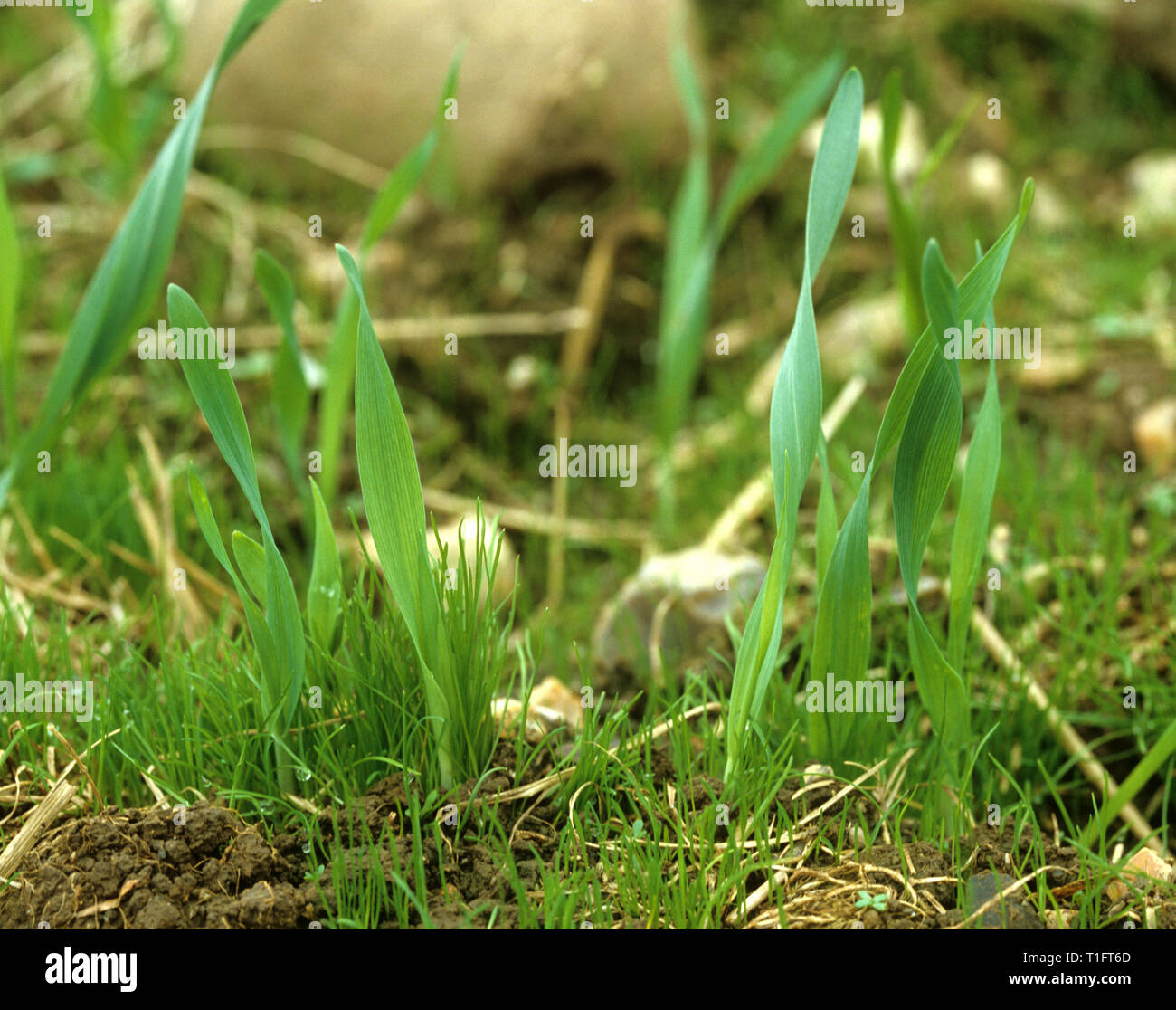 Seedling blackgrass (Alopecurus myosuroides) & volunteers annual arable ...
