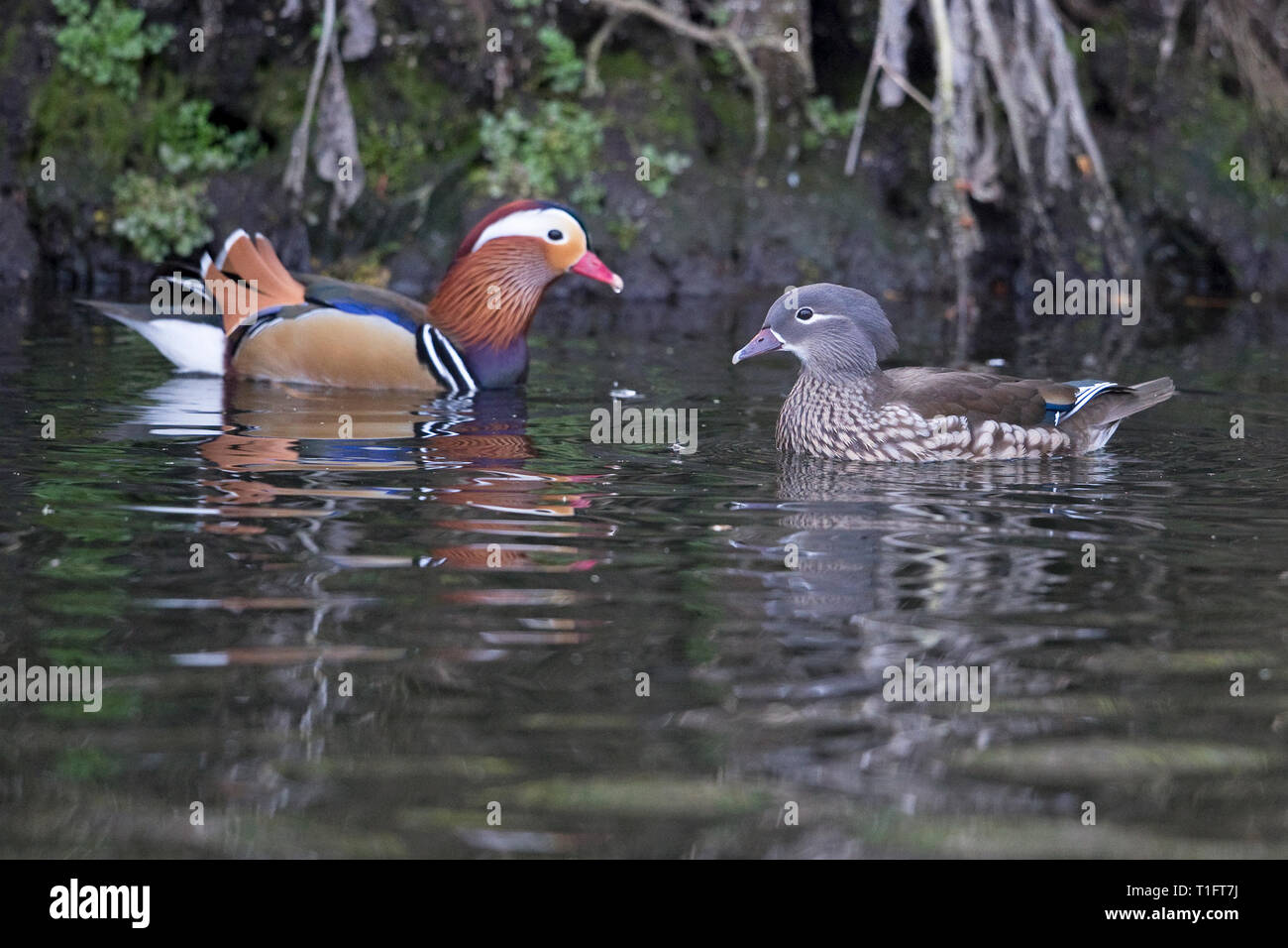 Mandarin Duck (Aix galericulata Stock Photo - Alamy