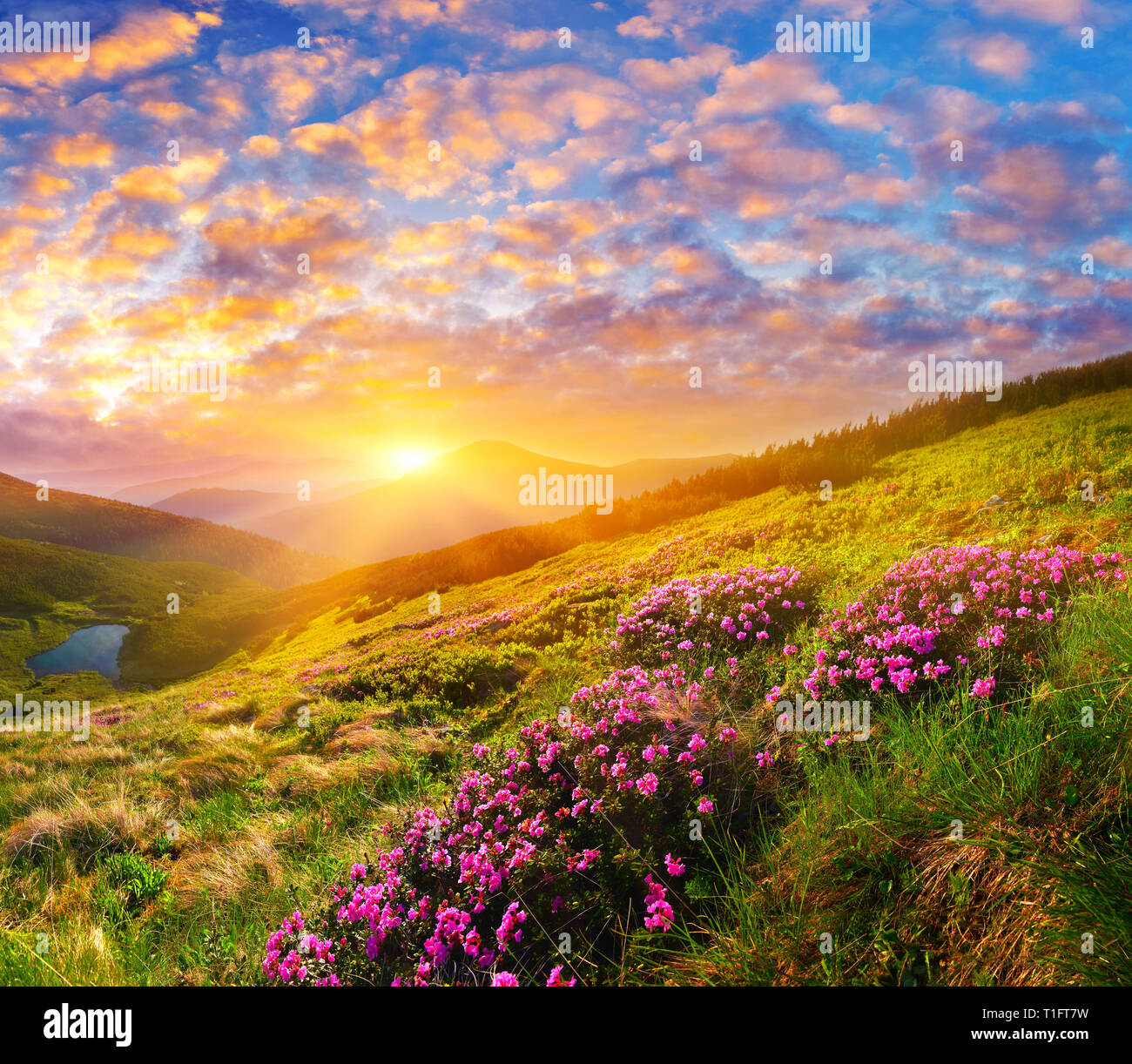 Pink Mountain Flowers Stock Photos & Pink Mountain Flowers Stock Images ...