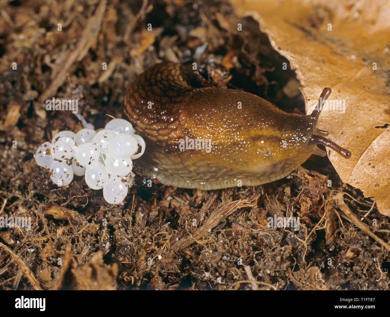 Slug on a plant hi-res stock photography and images - Alamy