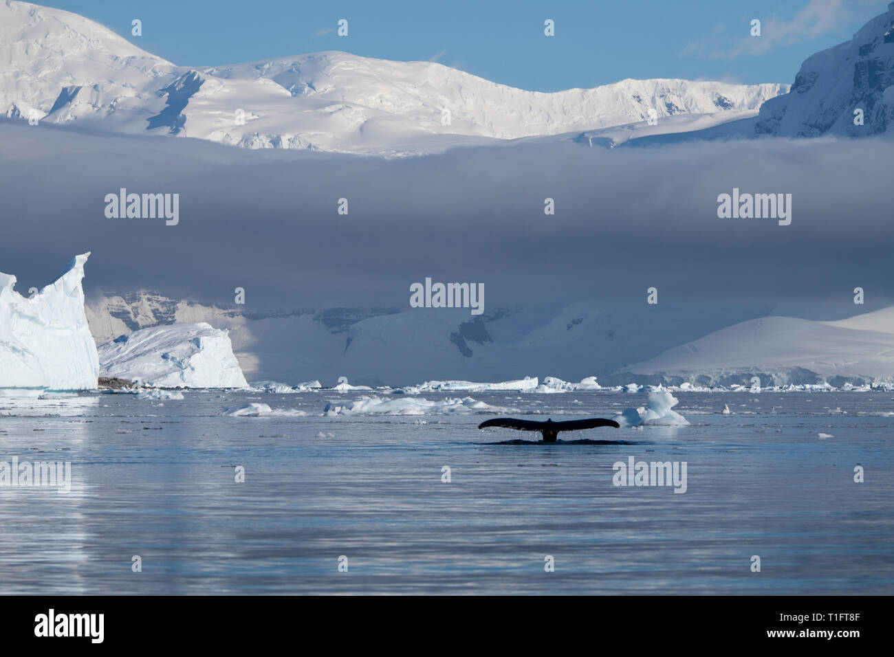 Blue whale channel island hi-res stock photography and images - Alamy