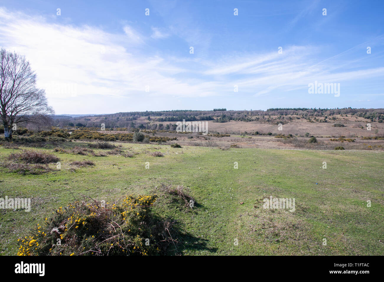 New forest scenes hi-res stock photography and images - Alamy