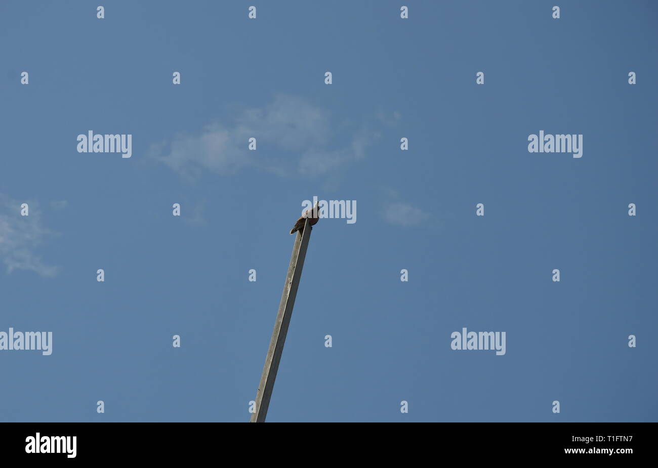 dove standing on high pole in sky background Stock Photo - Alamy