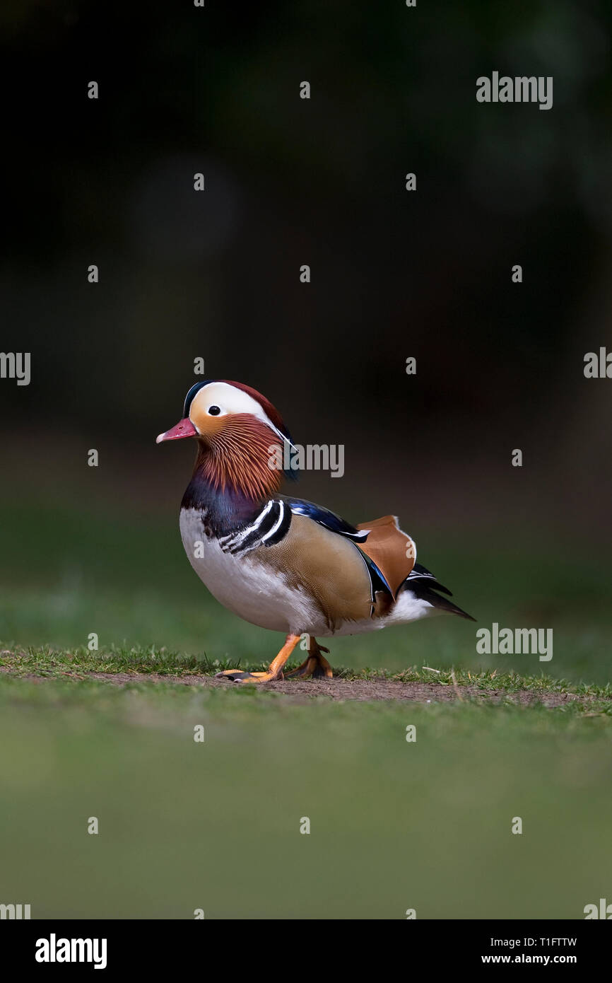 Mandarin Duck (Aix galericulata Stock Photo - Alamy