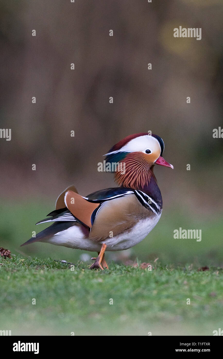 Mandarin Duck (Aix galericulata Stock Photo - Alamy