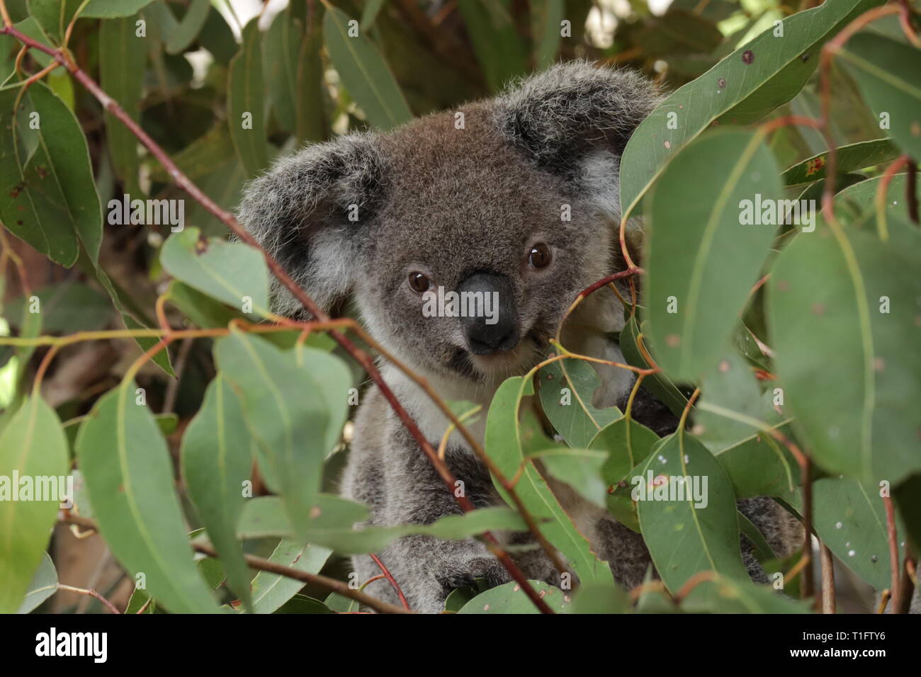 Female koala bear hi-res stock photography and images - Alamy