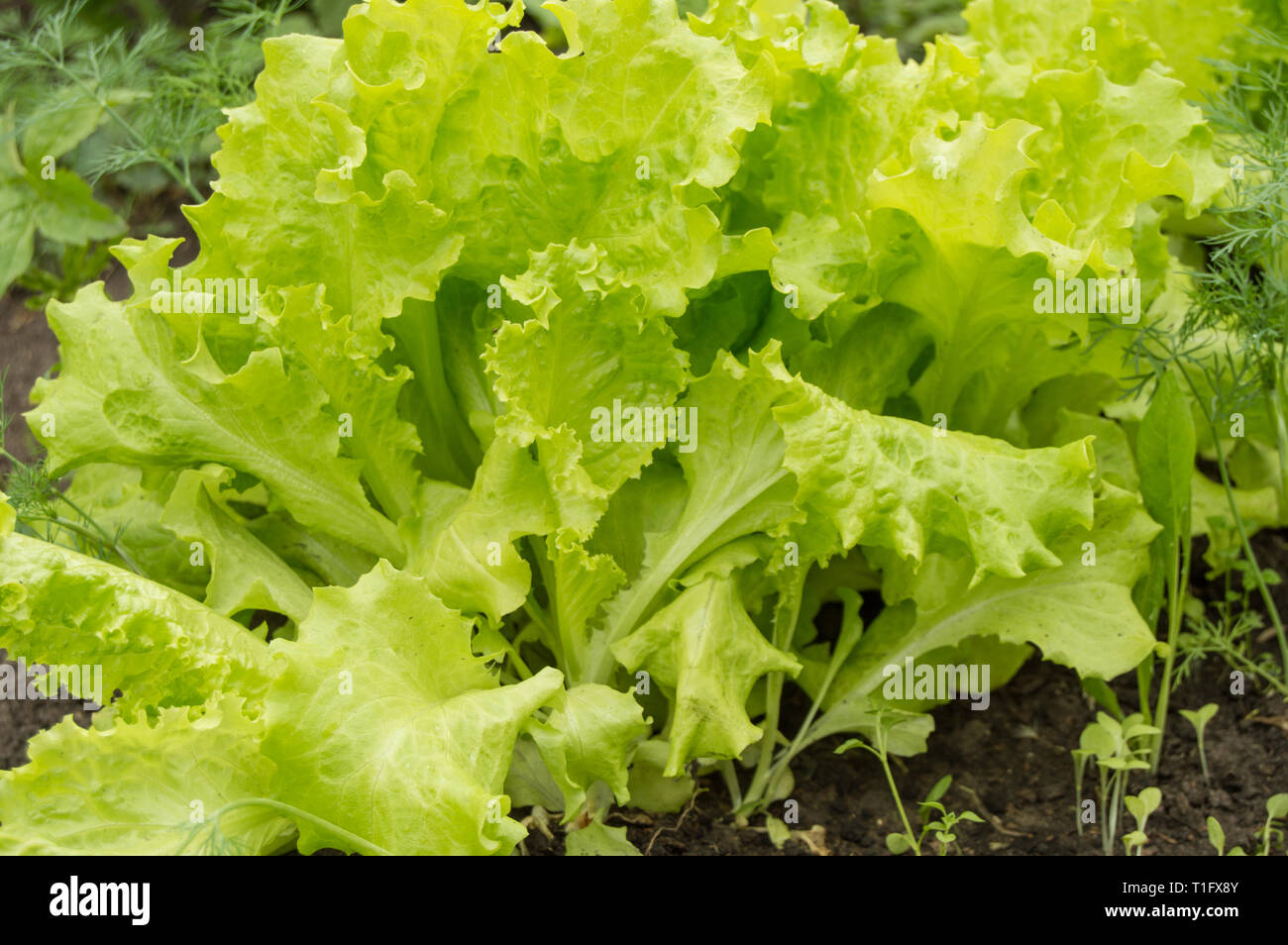 Agricultural field with a green leaf of lettuce in the garden. Growing ...