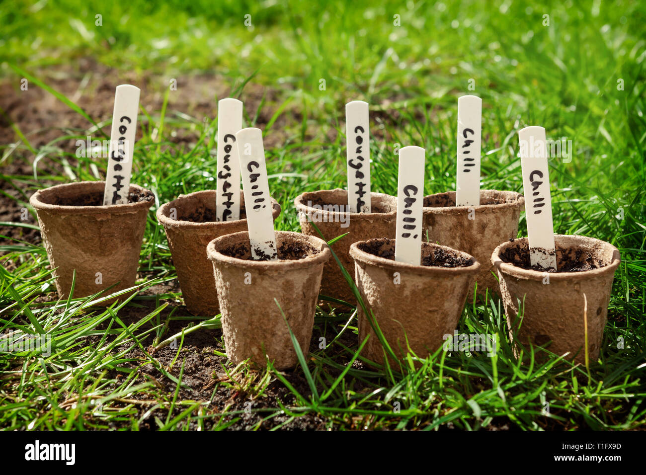 Biodegradable seedling pots, for growing vegetable - courgette and ...