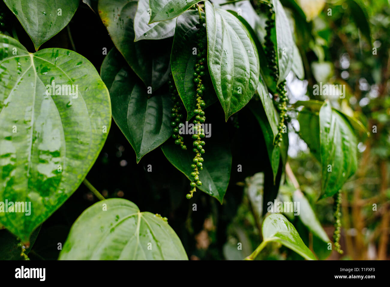 Green pepper on the tree in Sri Lanka Stock Photo - Alamy