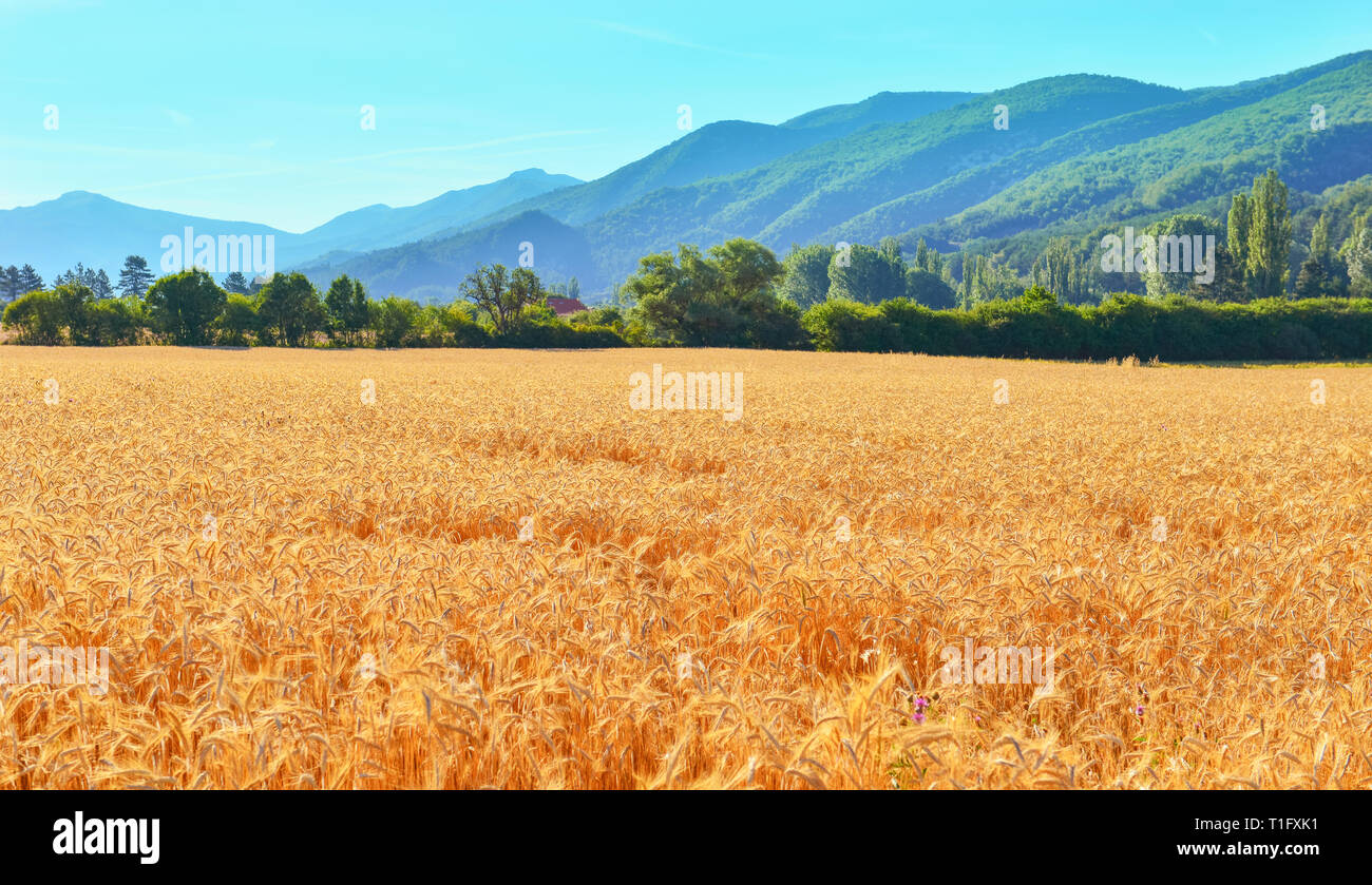 Harvest france wheat hi-res stock photography and images - Alamy