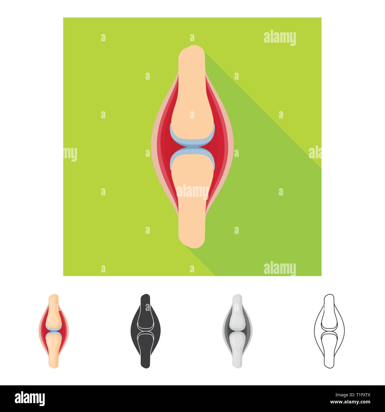 Bone tendon muscle marrow Stock Vector Images - Alamy