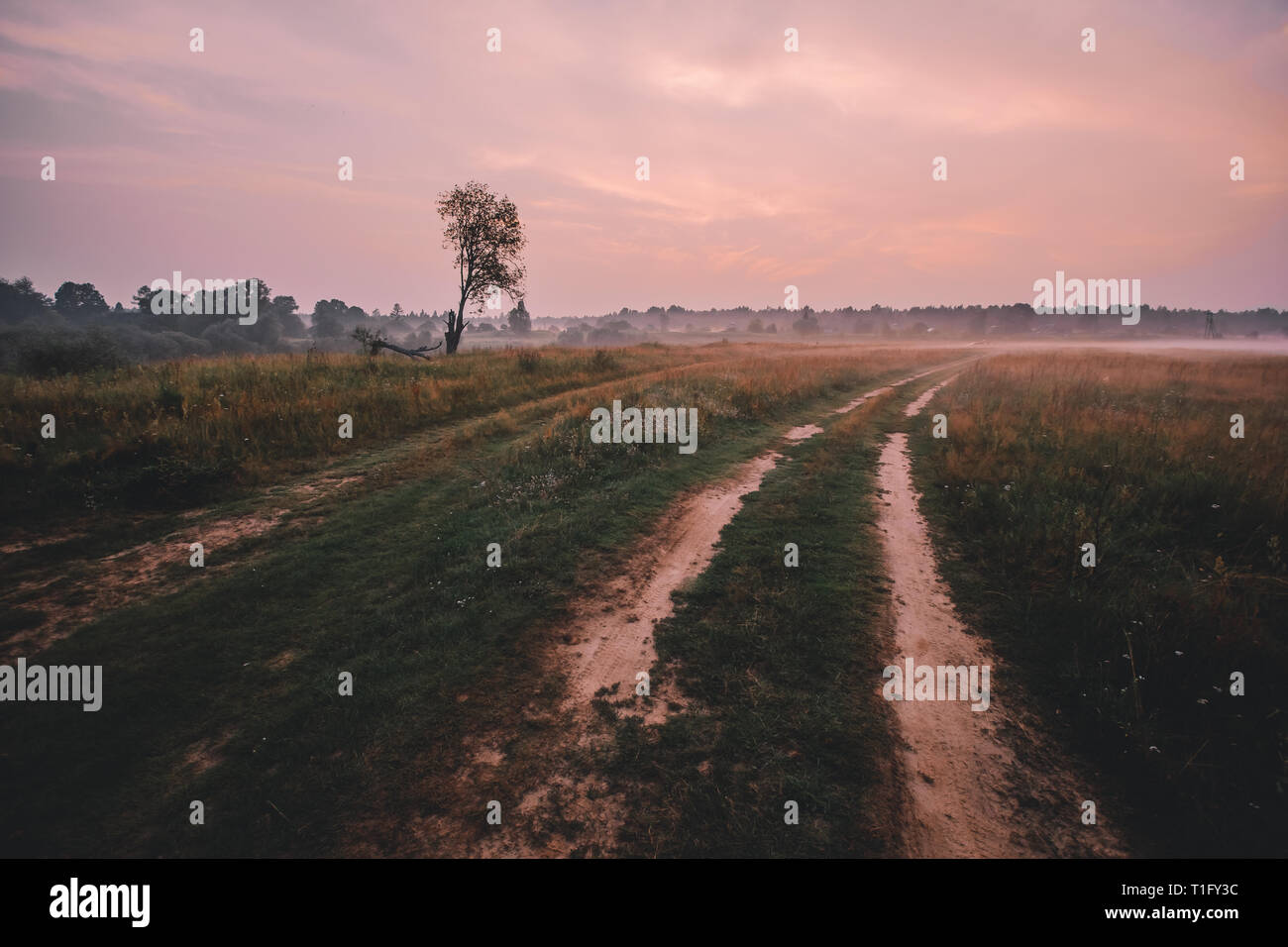 Fog over country road and lonely tree without leaves with the sunset on ...