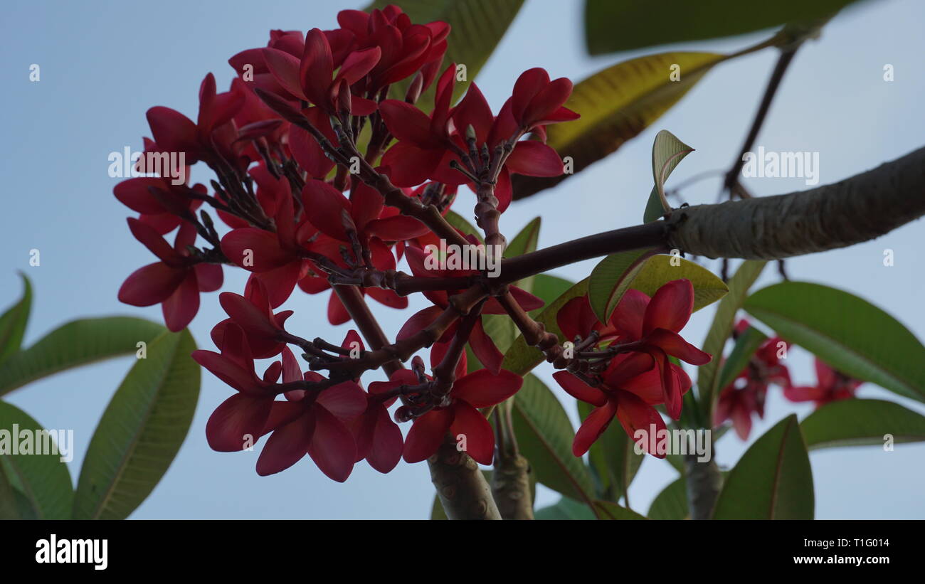 Chembakam hi-res stock photography and images - Alamy