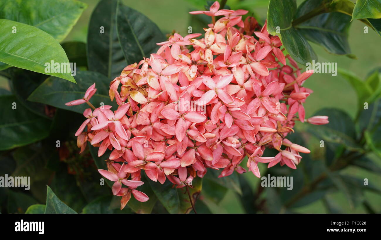 Ixora flower in Kerala Stock Photo - Alamy