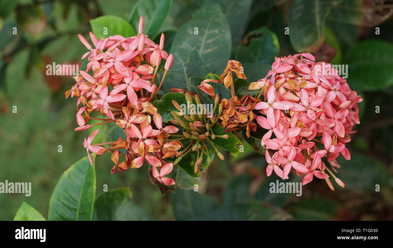 Ixora flower in Kerala Stock Photo - Alamy