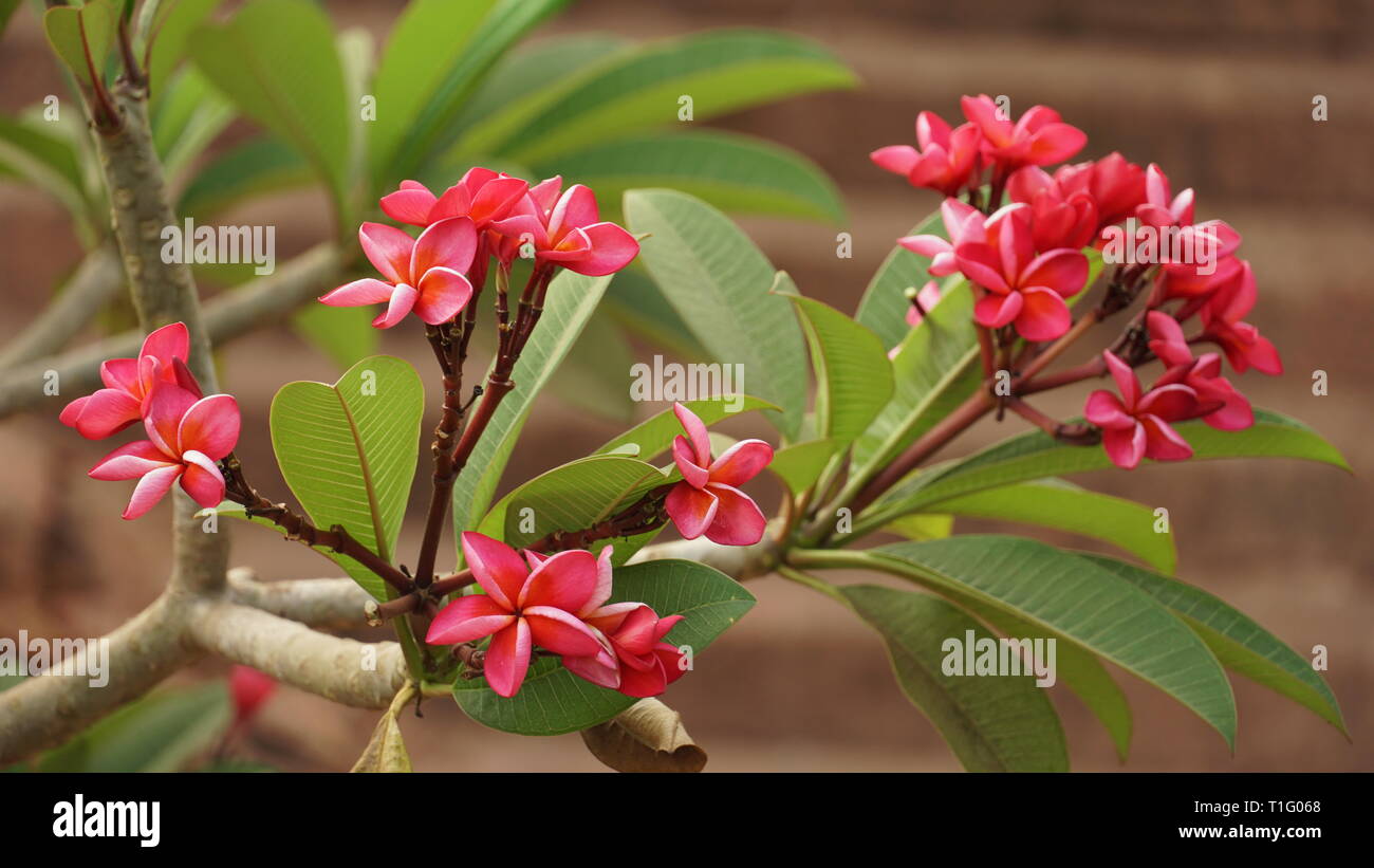 Flower of kerala hi-res stock photography and images - Alamy