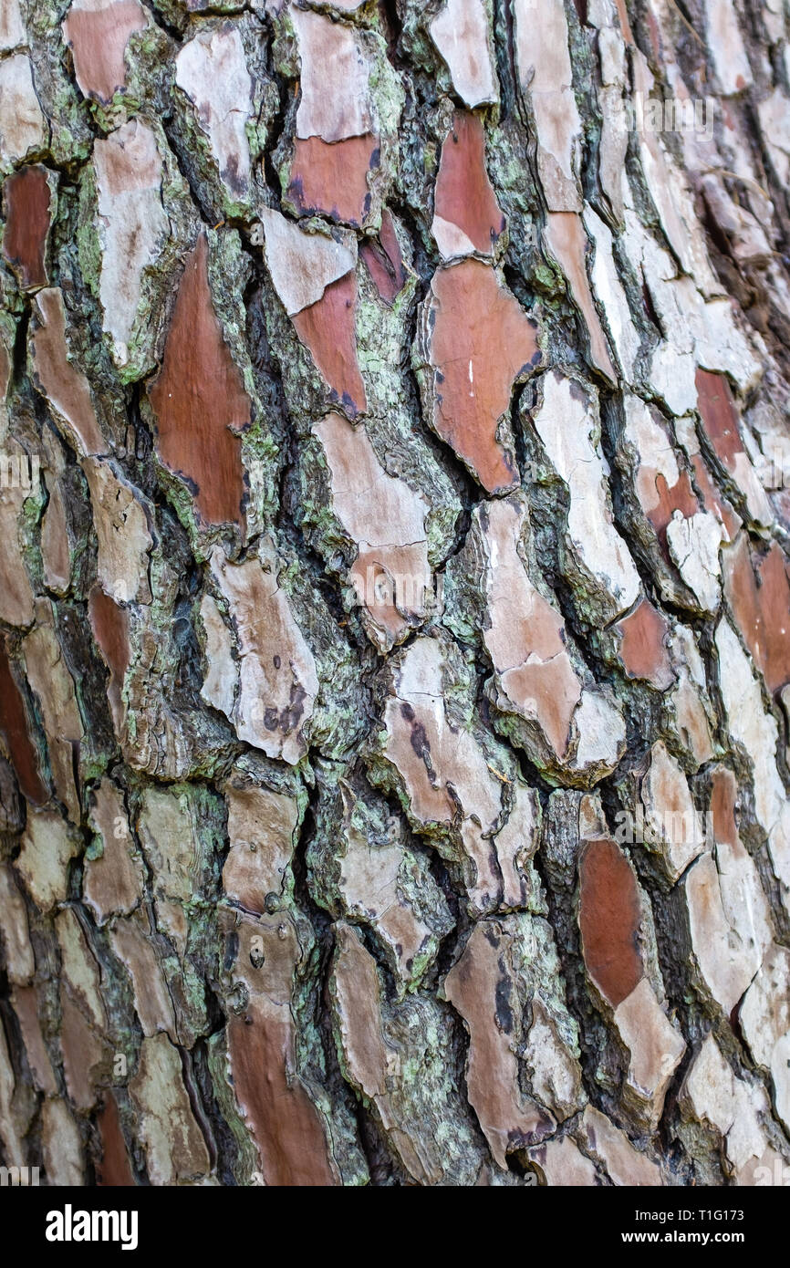 The trunk of a tree in autumn Stock Photo - Alamy