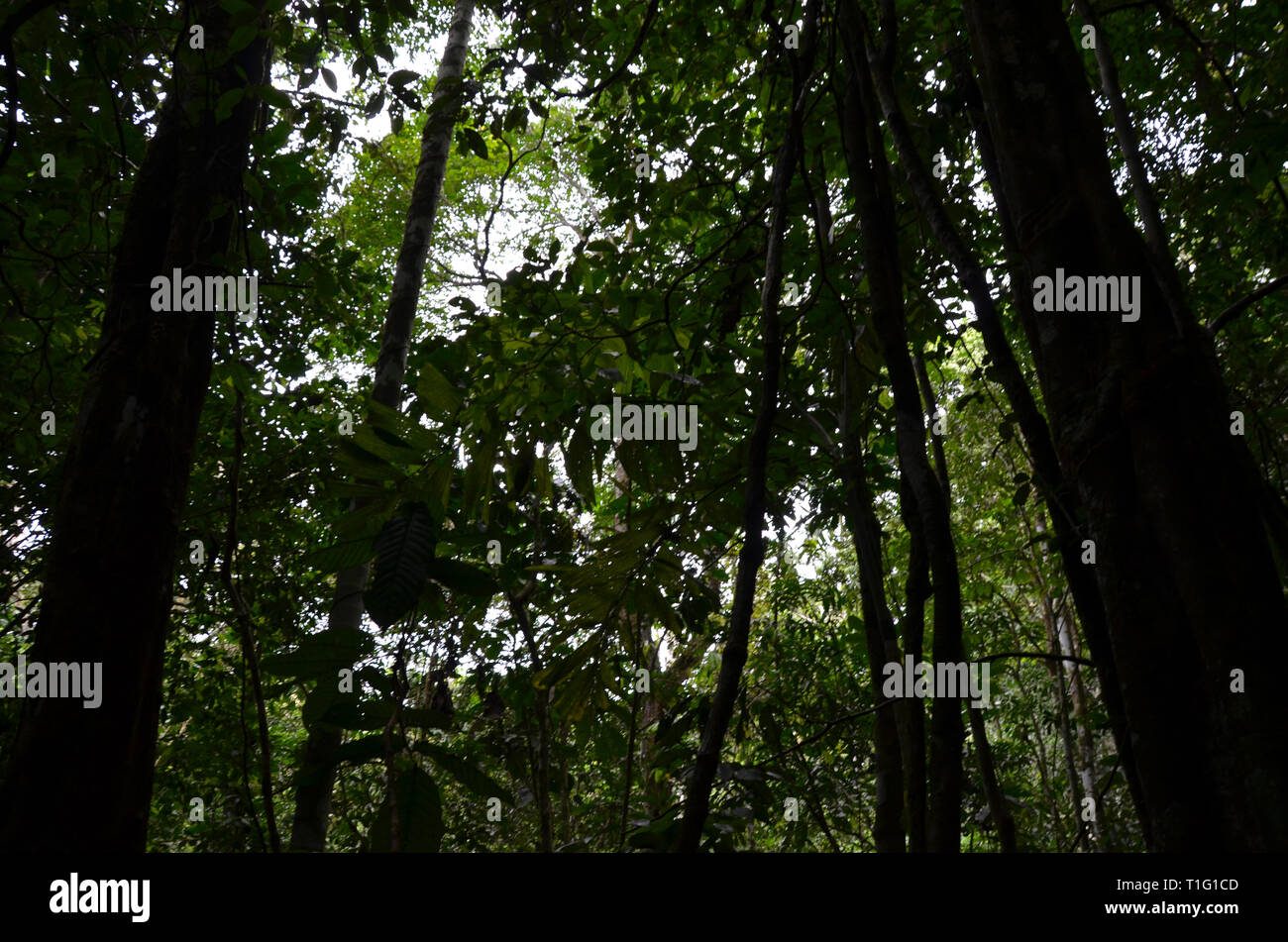 Rainforest Ecuador Jungle Stock Photo - Alamy