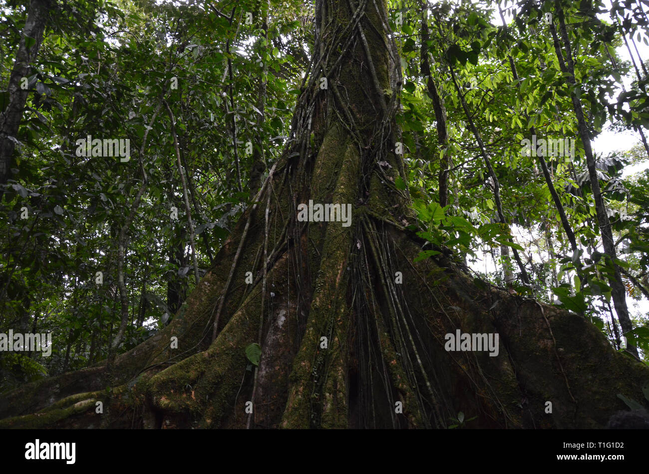 Rainforest tree roots hi-res stock photography and images - Alamy