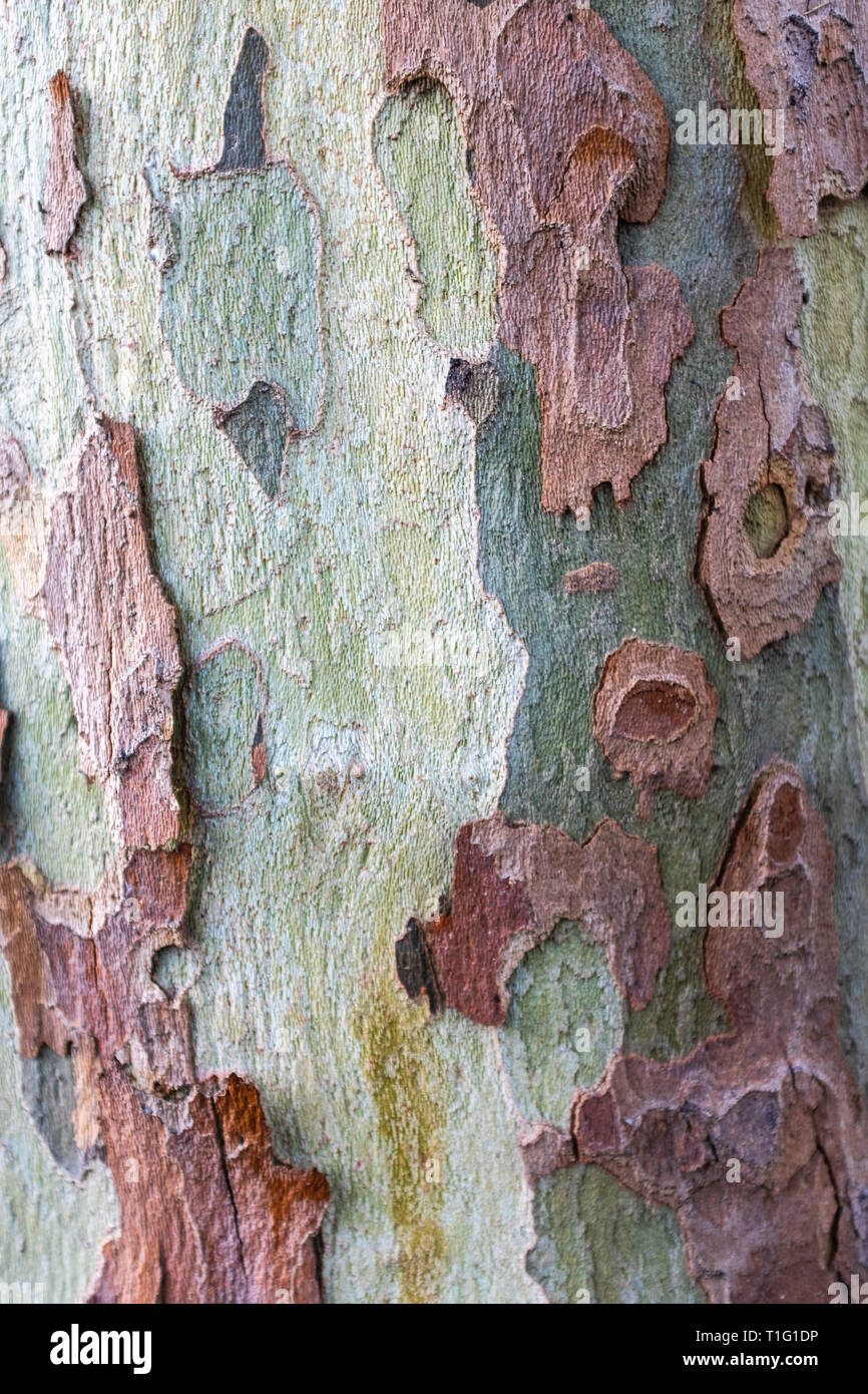 The trunk of a tree in autumn Stock Photo - Alamy