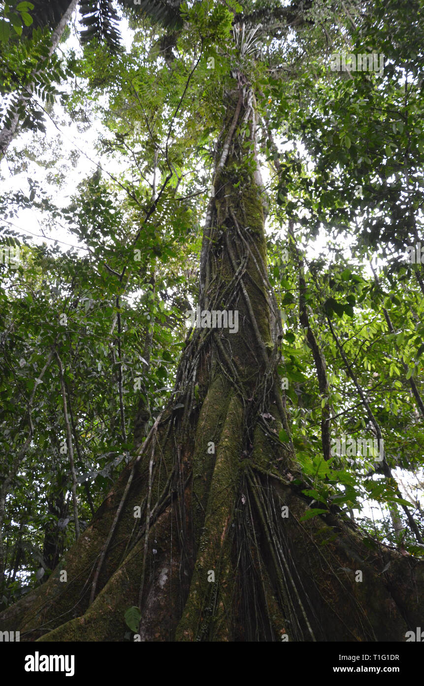 Rainforest tree roots hi-res stock photography and images - Alamy