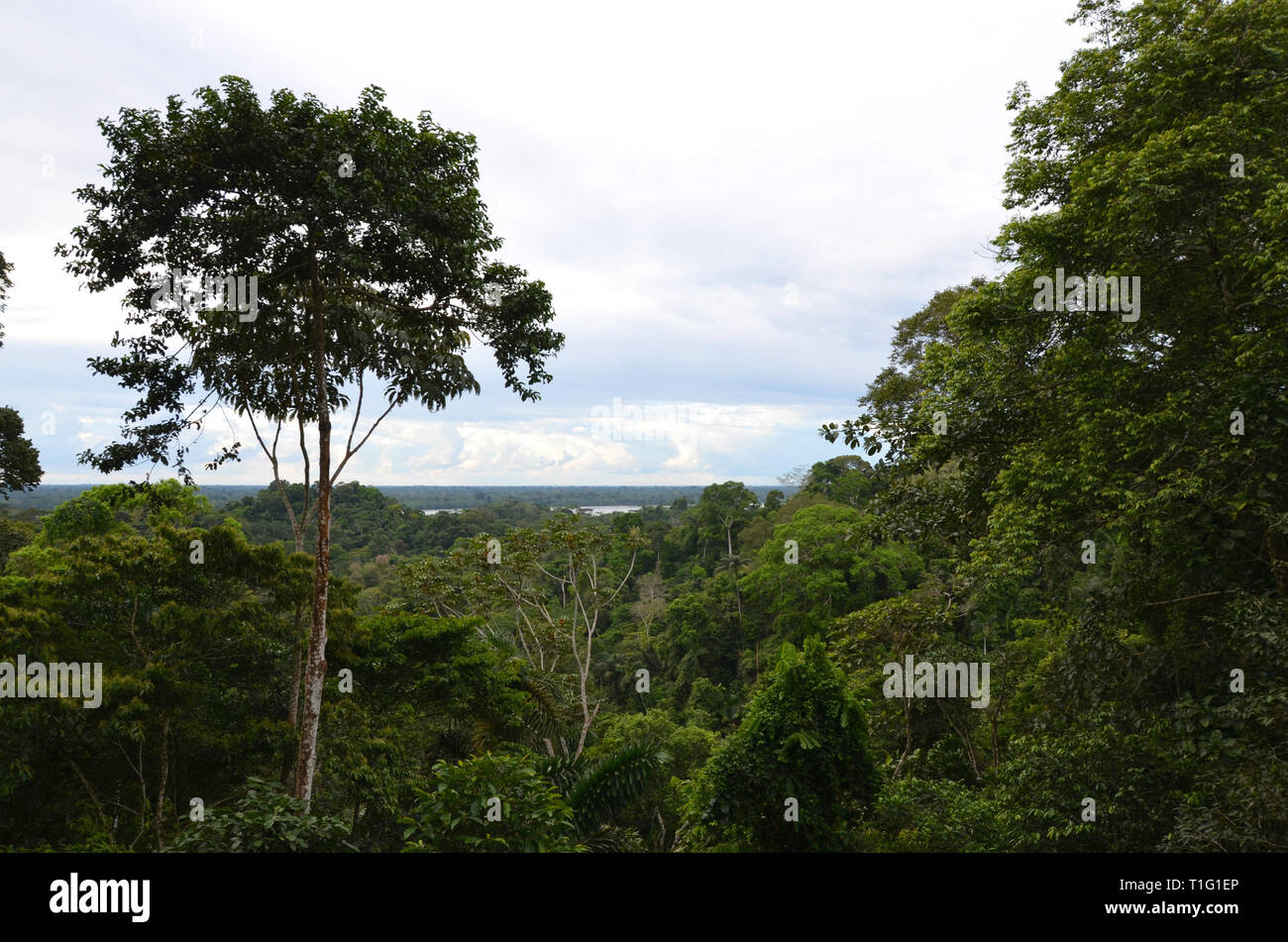 Jungle top view hi-res stock photography and images - Alamy
