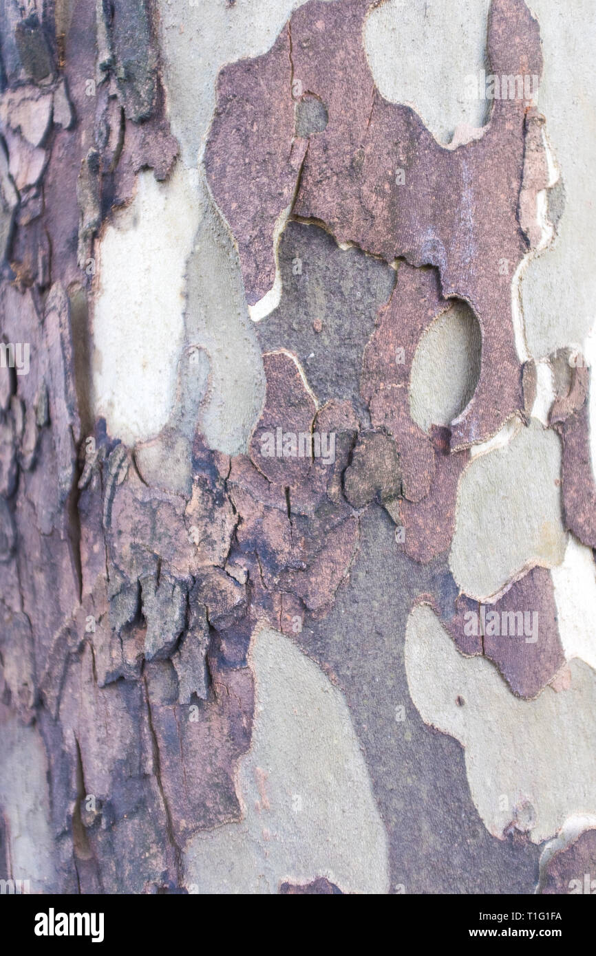 The trunk of a tree in autumn Stock Photo - Alamy