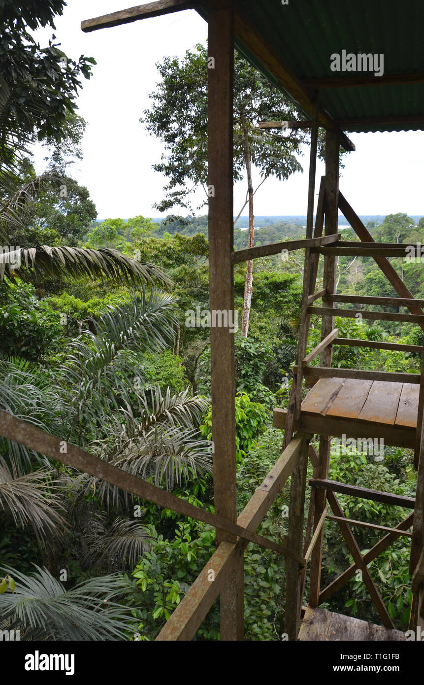 Rainforest Ecuador Jungle Stock Photo - Alamy