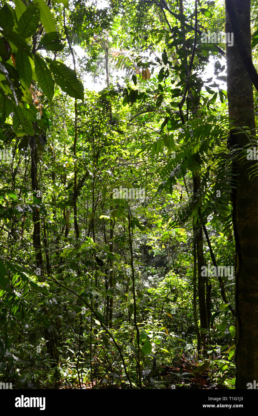 Rainforest Ecuador Jungle Stock Photo - Alamy