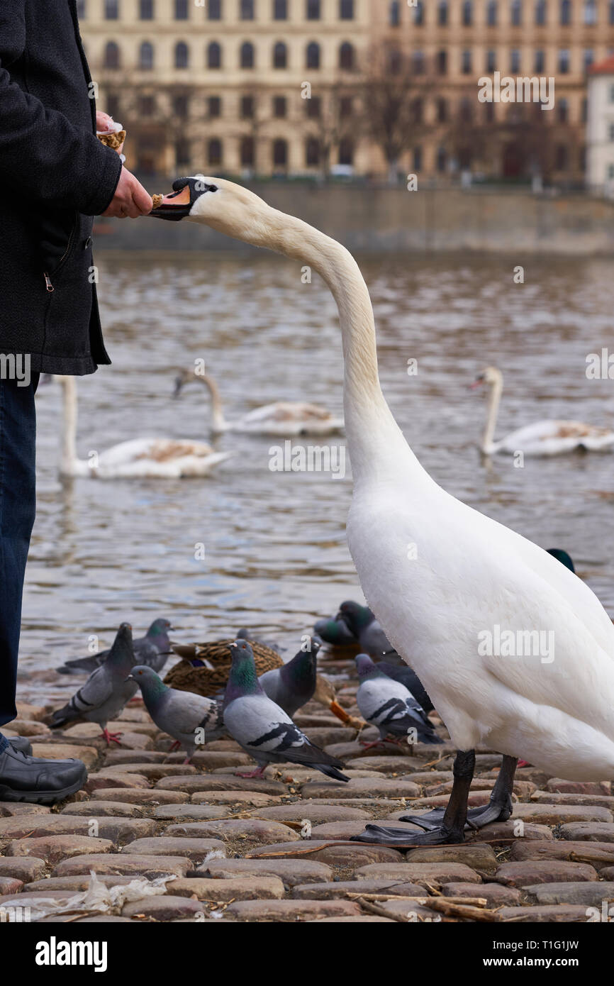 Eating from your hand hi-res stock photography and images - Alamy
